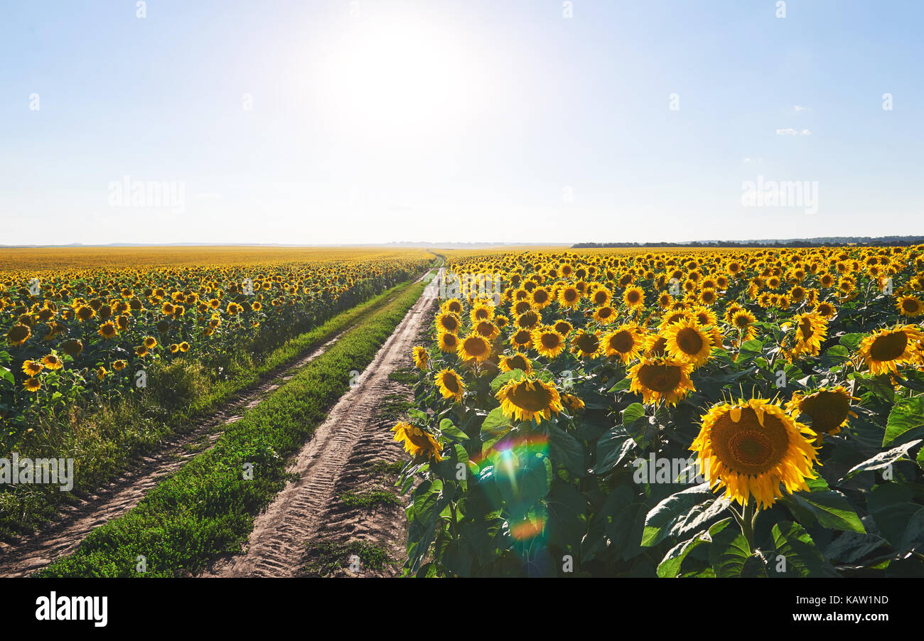 Feldweg Mit Sonnenblumen Stockfotos und -bilder Kaufen - Alamy