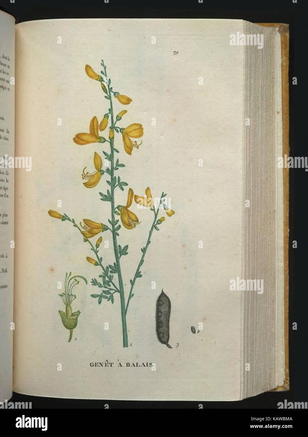 Traite des arbrisseaux et des arbustes cultives en France et en Pleine ...