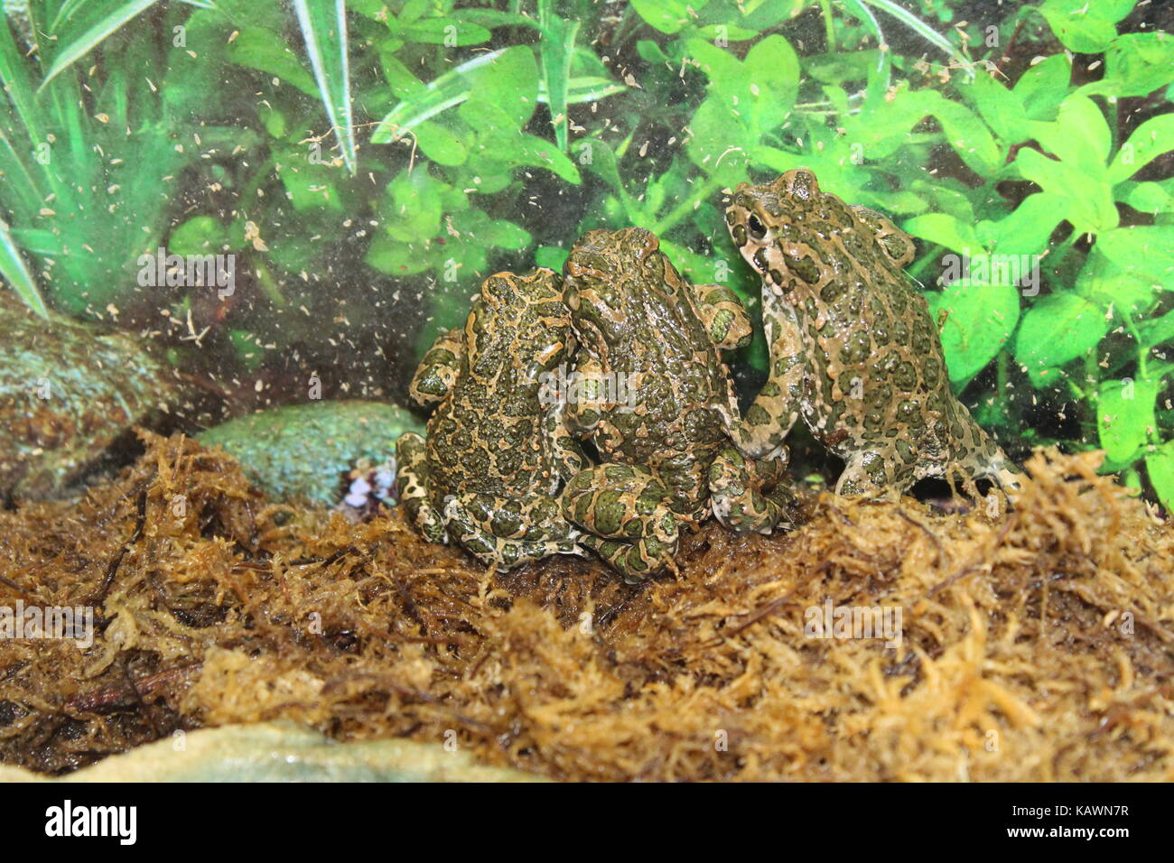 Breviceps macrops -Fotos und -Bildmaterial in hoher Auflösung – Alamy