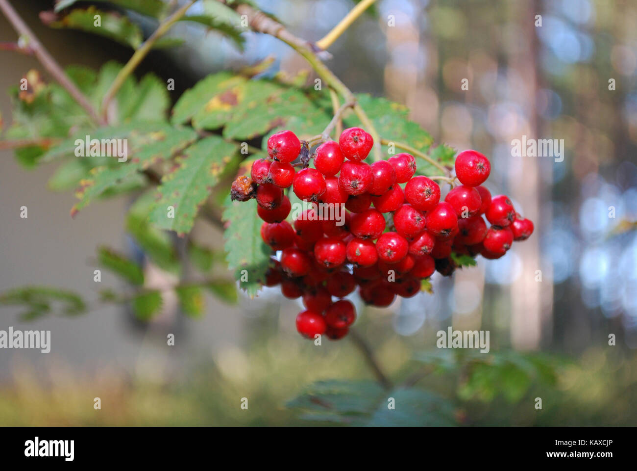 Rote beerenbäume -Fotos und -Bildmaterial in hoher Auflösung – Alamy