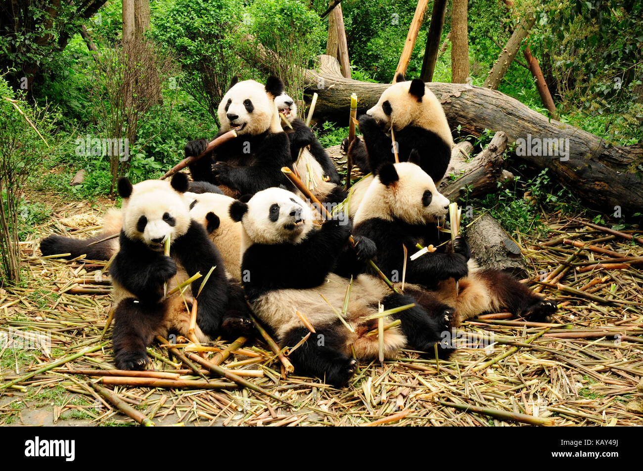 Riesenpandas Bambus an der Chengdu Panda Forschungs- und ...