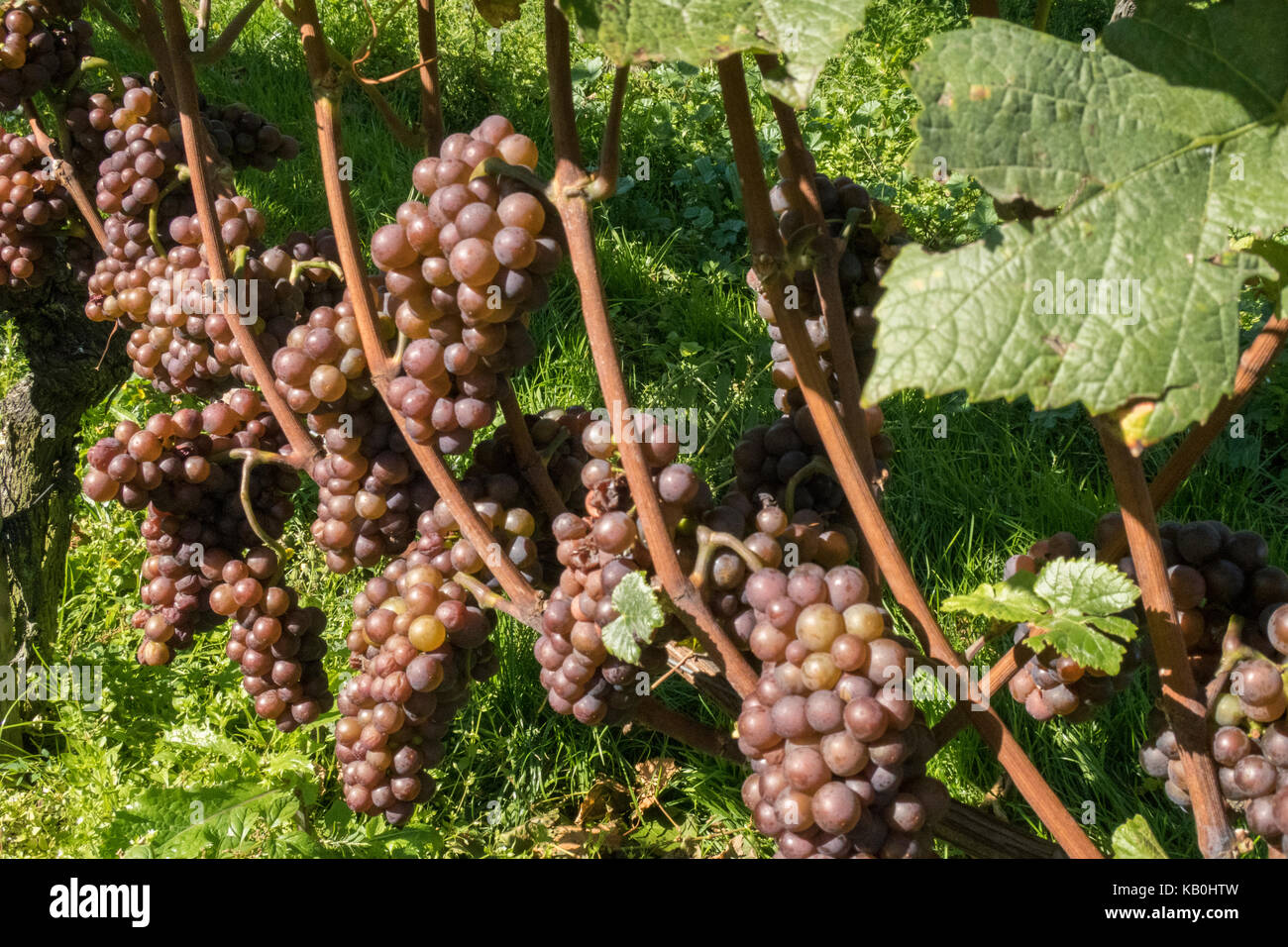 Weingut und Rebsorten im Weinberg am Bodensee Obersee in Süddeutschland ...