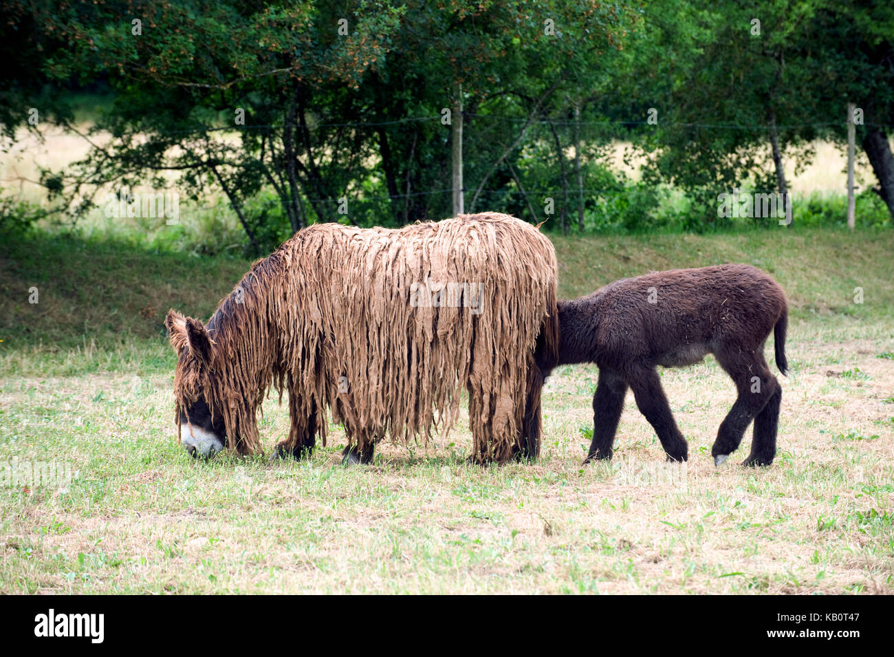 Seltene dreadlocked Le Baudet Esel an einem Heiligtum in Frankreich ...