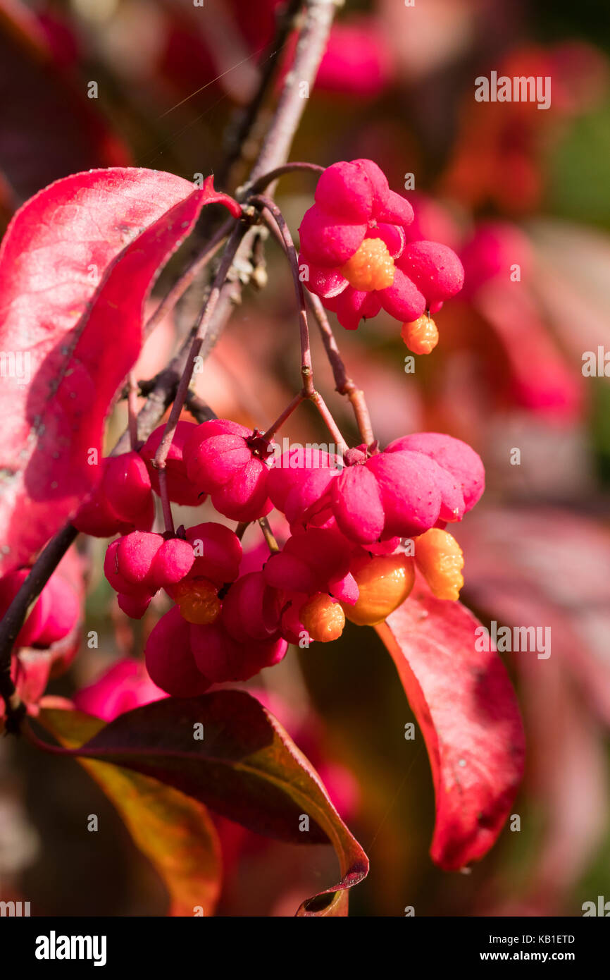 Leuchtend rote Herbst Laub und Baumelnden rosa Samenkapseln, orange ...