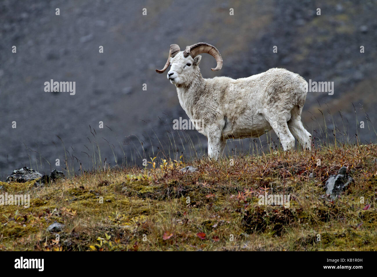Ovis dalli dalli -Fotos und -Bildmaterial in hoher Auflösung – Alamy