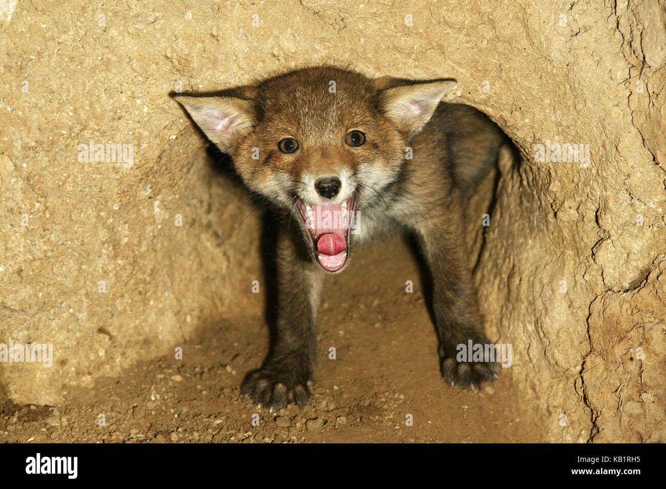 Junges tier im bau -Fotos und -Bildmaterial in hoher Auflösung – Alamy