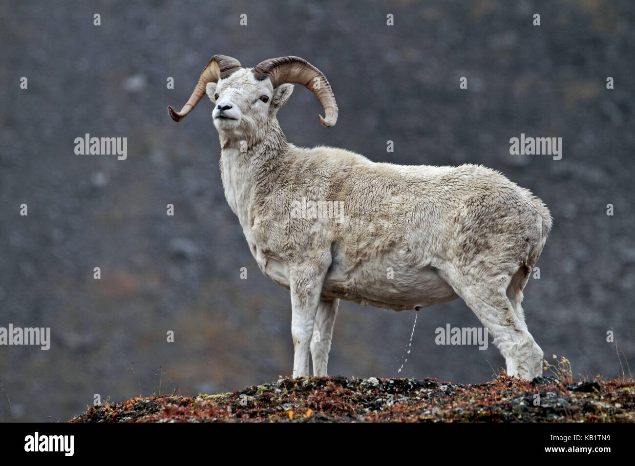 Ovis dalli dalli -Fotos und -Bildmaterial in hoher Auflösung – Alamy