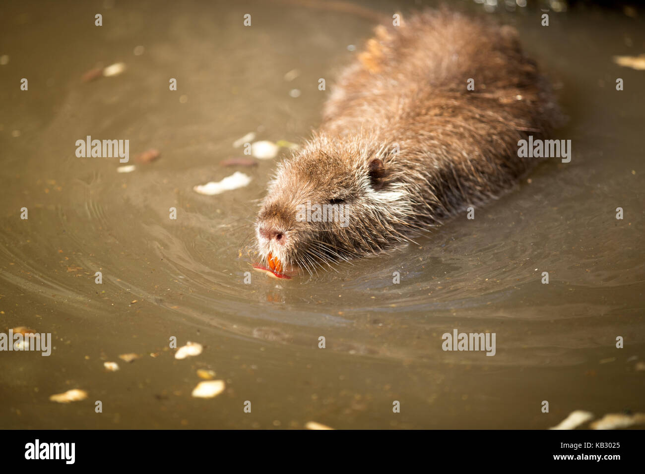 Baby biber in der natur -Fotos und -Bildmaterial in hoher Auflösung – Alamy