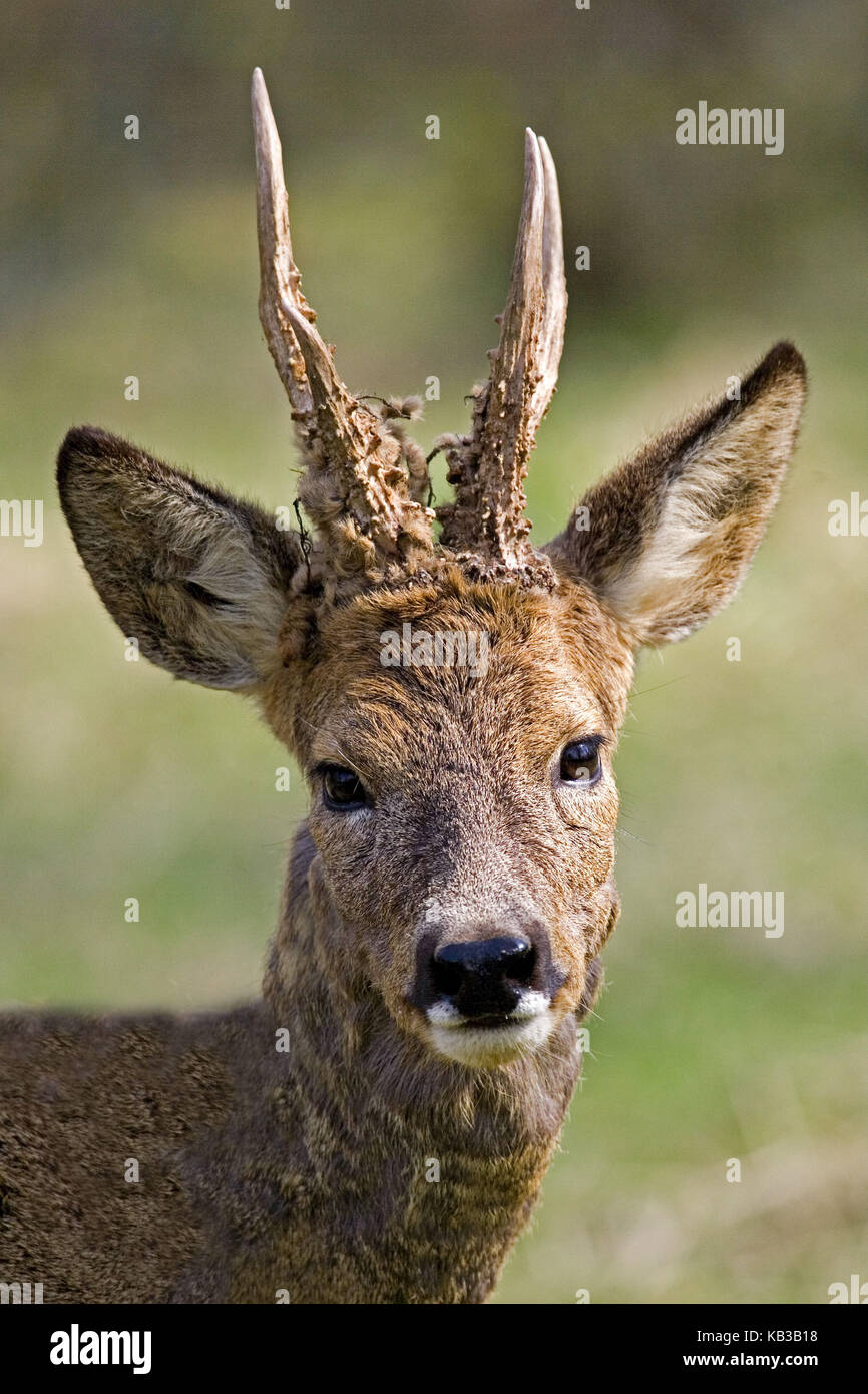 Roe buck -Fotos und -Bildmaterial in hoher Auflösung – Alamy