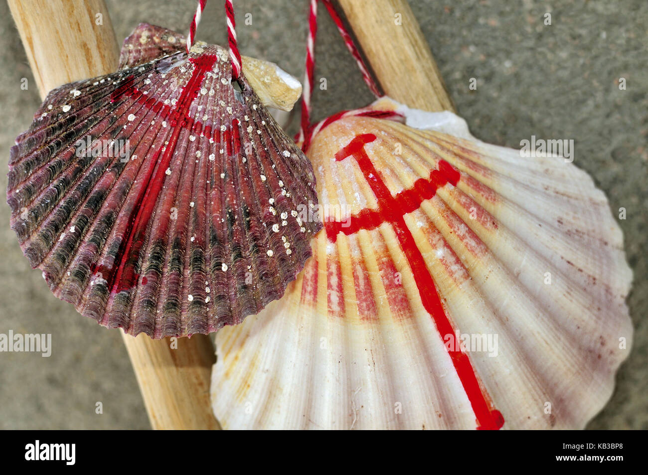Jakobsmuschel pilger -Fotos und -Bildmaterial in hoher Auflösung – Alamy