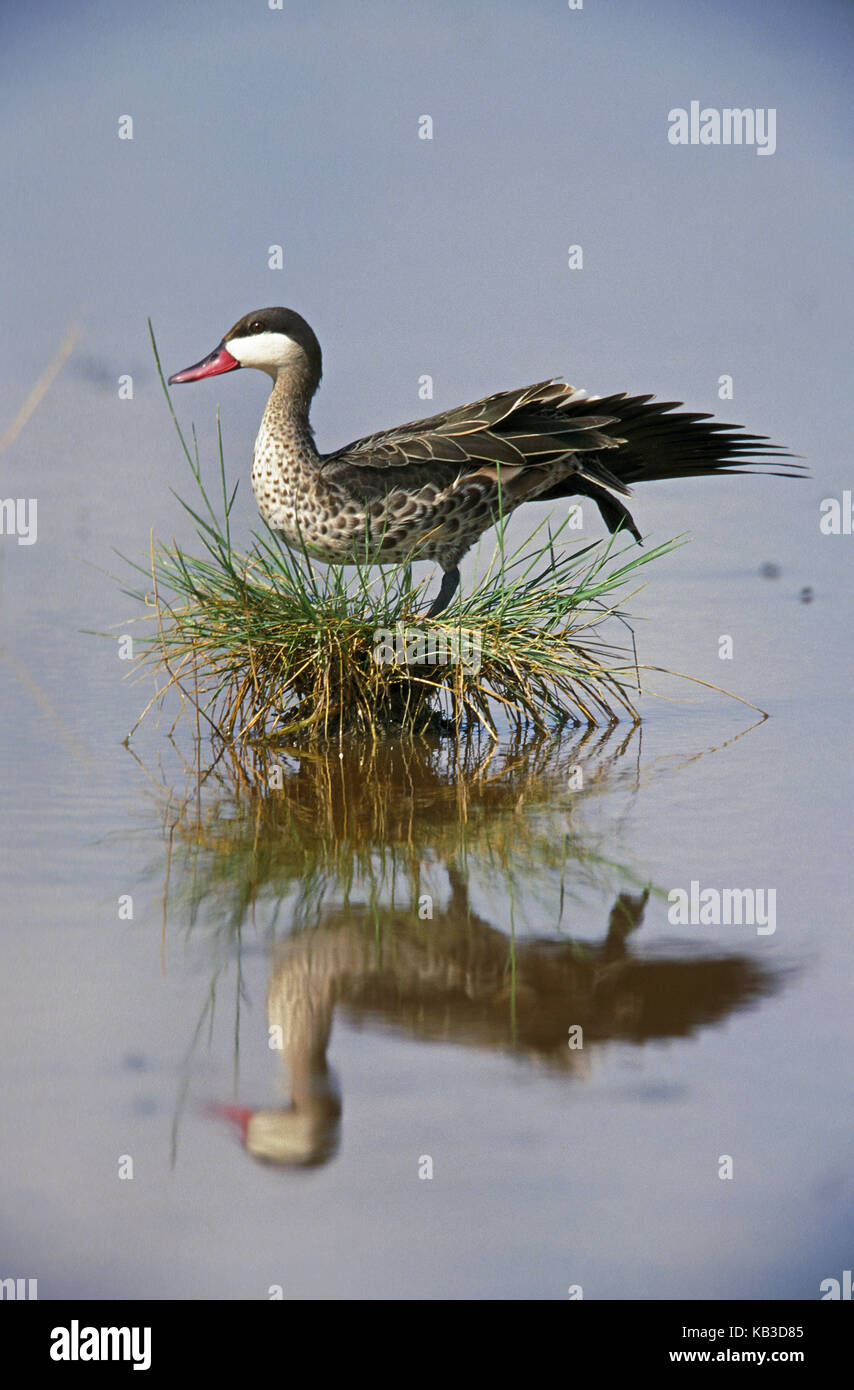Wasser vogelnest -Fotos und -Bildmaterial in hoher Auflösung – Alamy