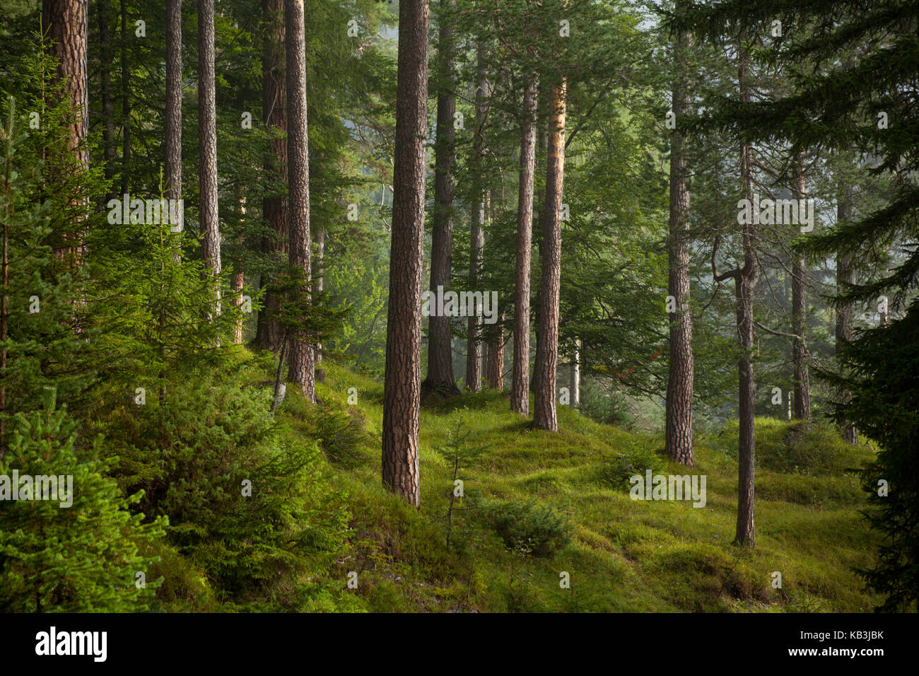 Scots Pine Forest Stockfotos und -bilder Kaufen - Alamy