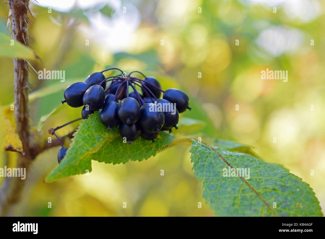 Ginseng berry -Fotos und -Bildmaterial in hoher Auflösung – Alamy