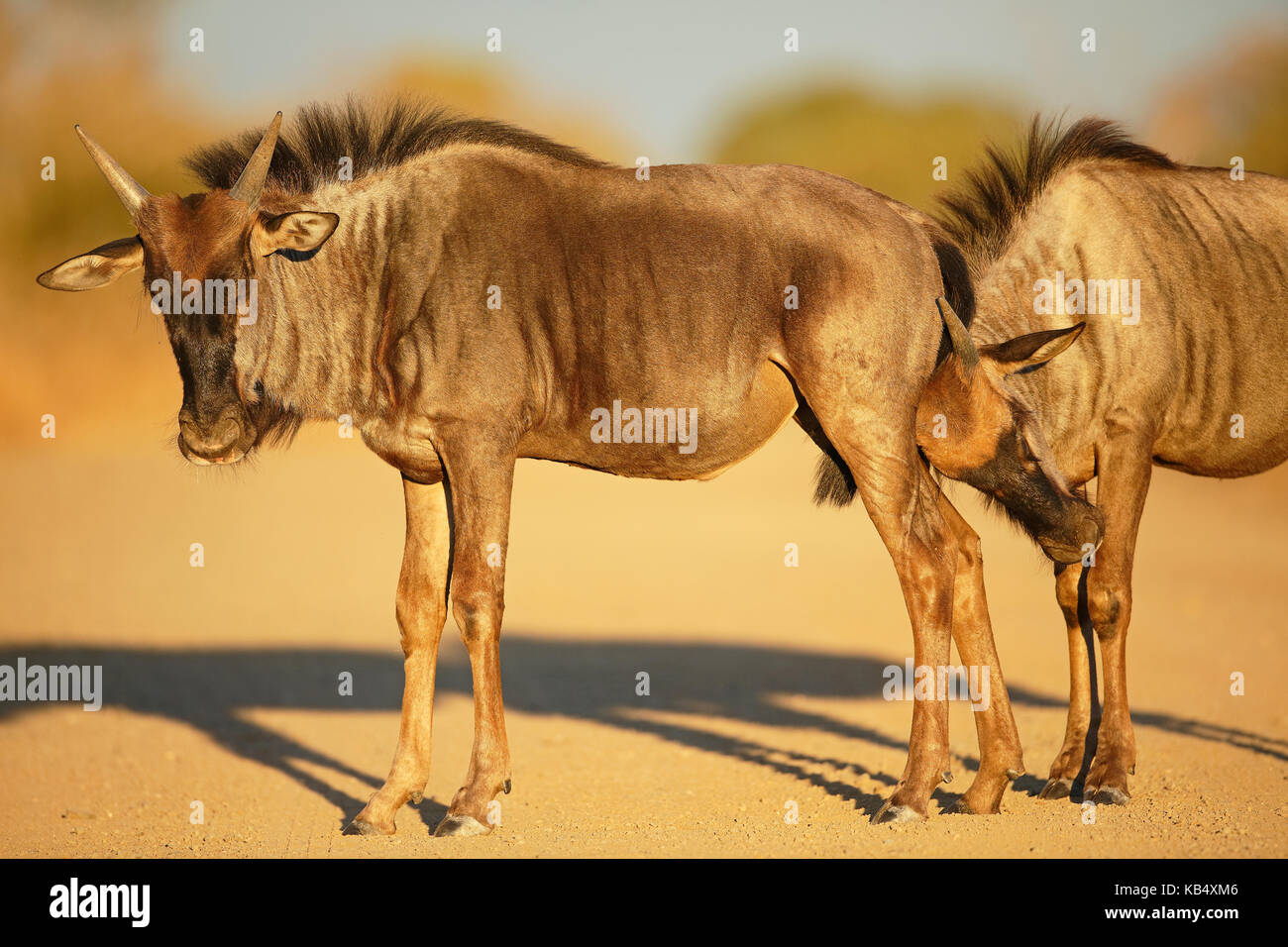 Gnu Calves Stockfotos und -bilder Kaufen - Alamy
