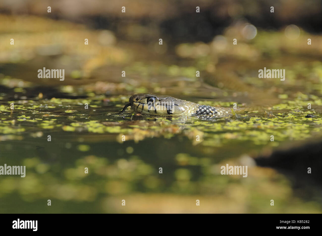 Ringelnatter (Natrix natrix) Schwimmen im Teich mit Wasserlinsen ...