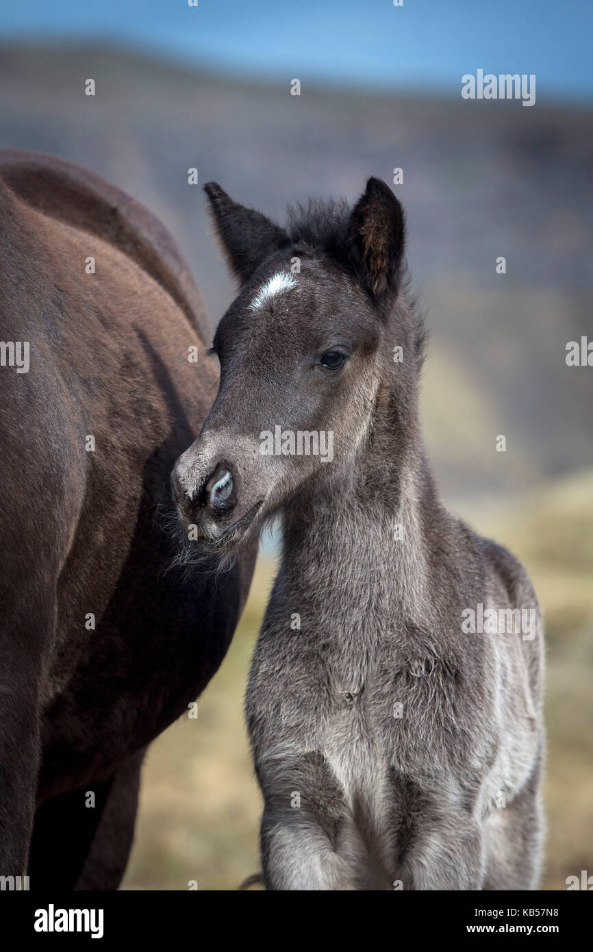 Islandpferd reinrassiges pferd -Fotos und -Bildmaterial in hoher ...