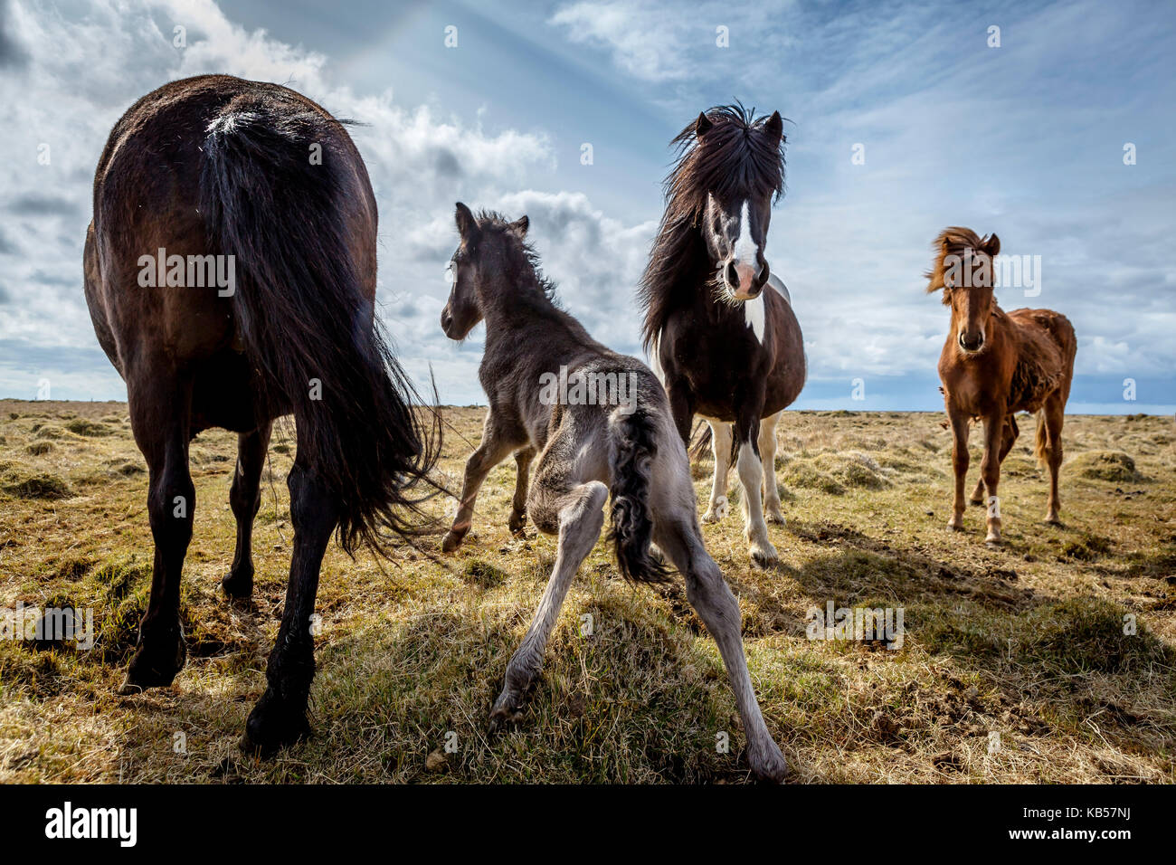 Neugeborenes Fohlen, das seine ersten Schritte unternimmt, Island ...