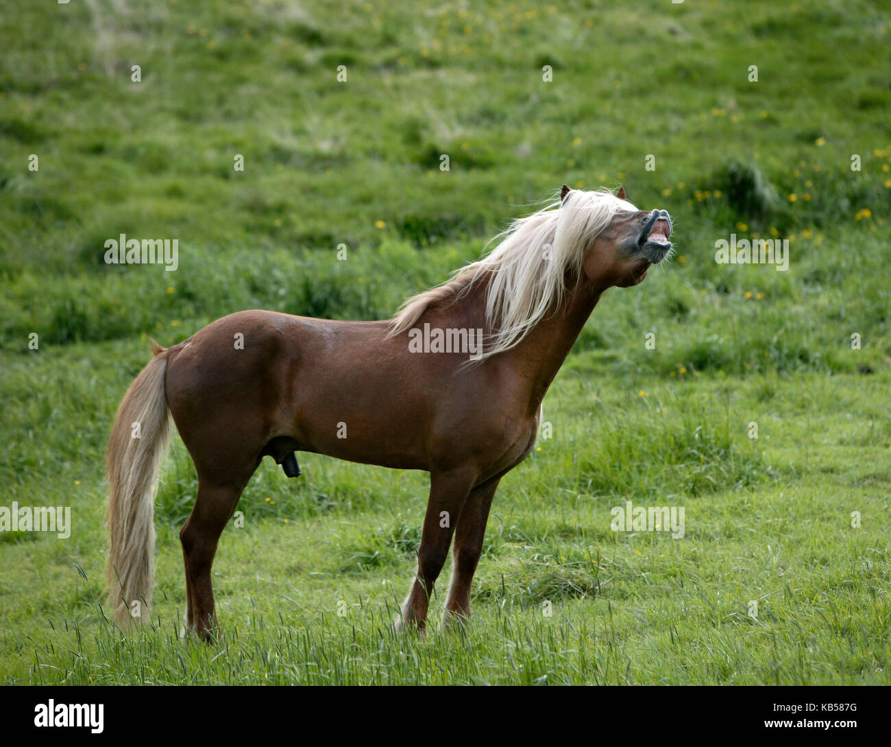 Horse Mating Stockfotos und -bilder Kaufen - Alamy