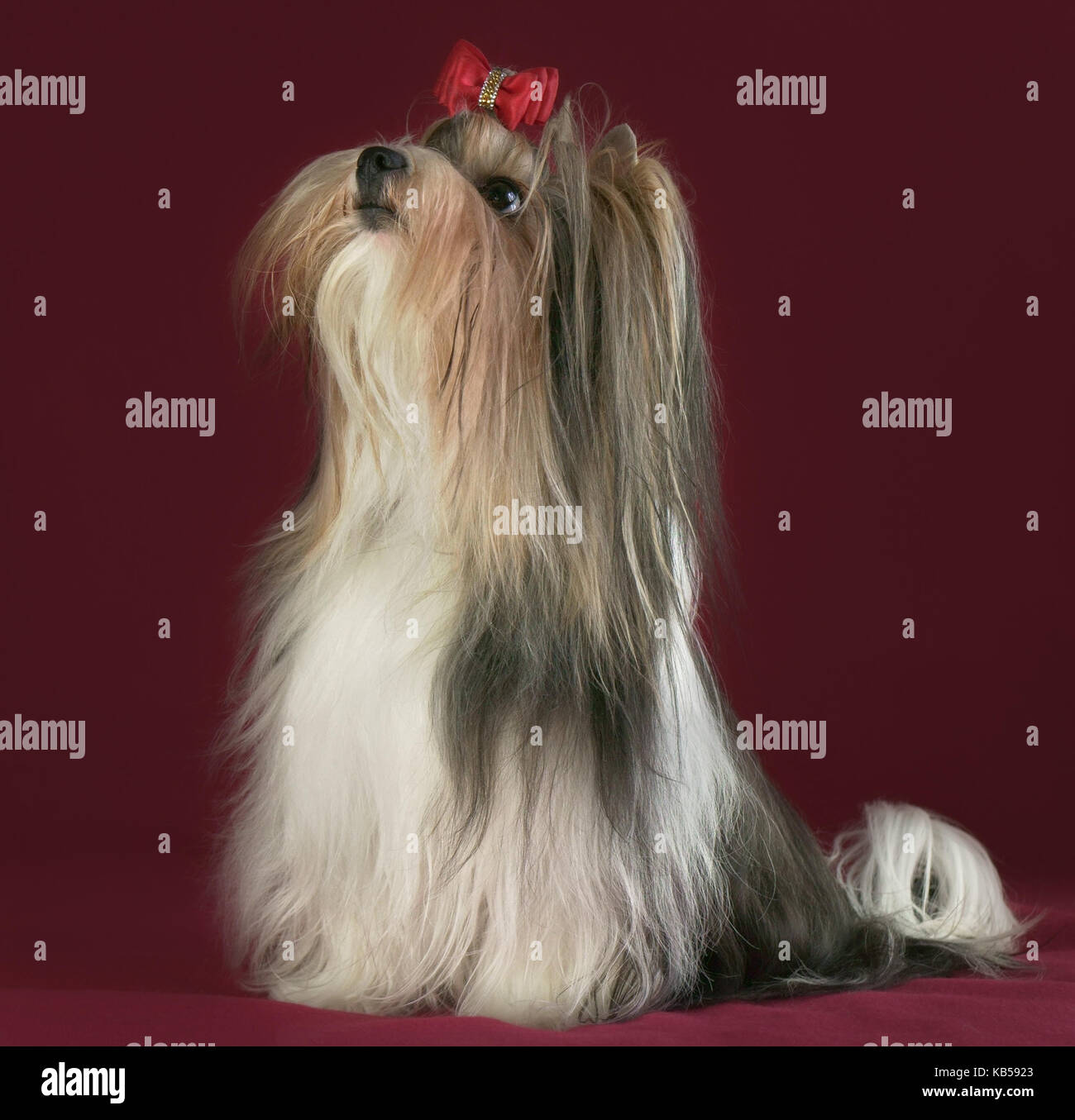 Biewer terrier schwarz -Fotos und -Bildmaterial in hoher Auflösung – Alamy