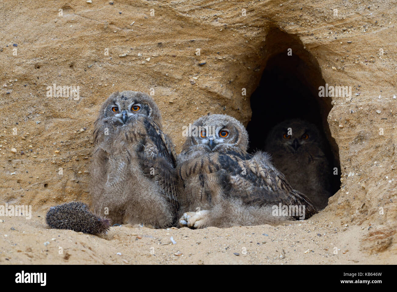 Jugend eulen -Fotos und -Bildmaterial in hoher Auflösung – Alamy