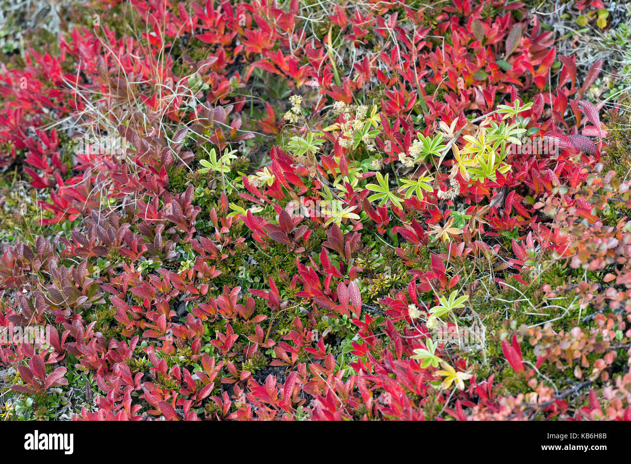 Tundra sträucher -Fotos und -Bildmaterial in hoher Auflösung – Alamy