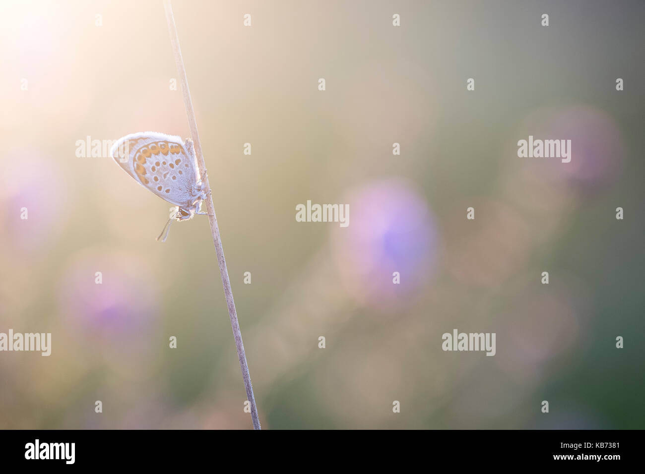 Molinea caerulea -Fotos und -Bildmaterial in hoher Auflösung – Alamy