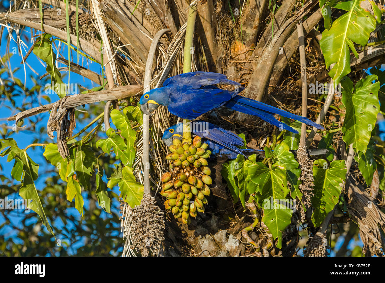 Motacu palm tree -Fotos und -Bildmaterial in hoher Auflösung – Alamy
