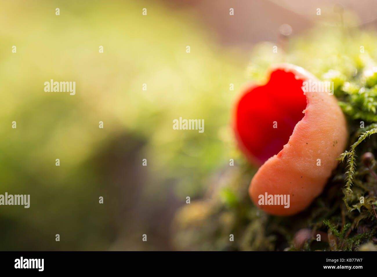 Sarcoscypha sp -Fotos und -Bildmaterial in hoher Auflösung – Alamy