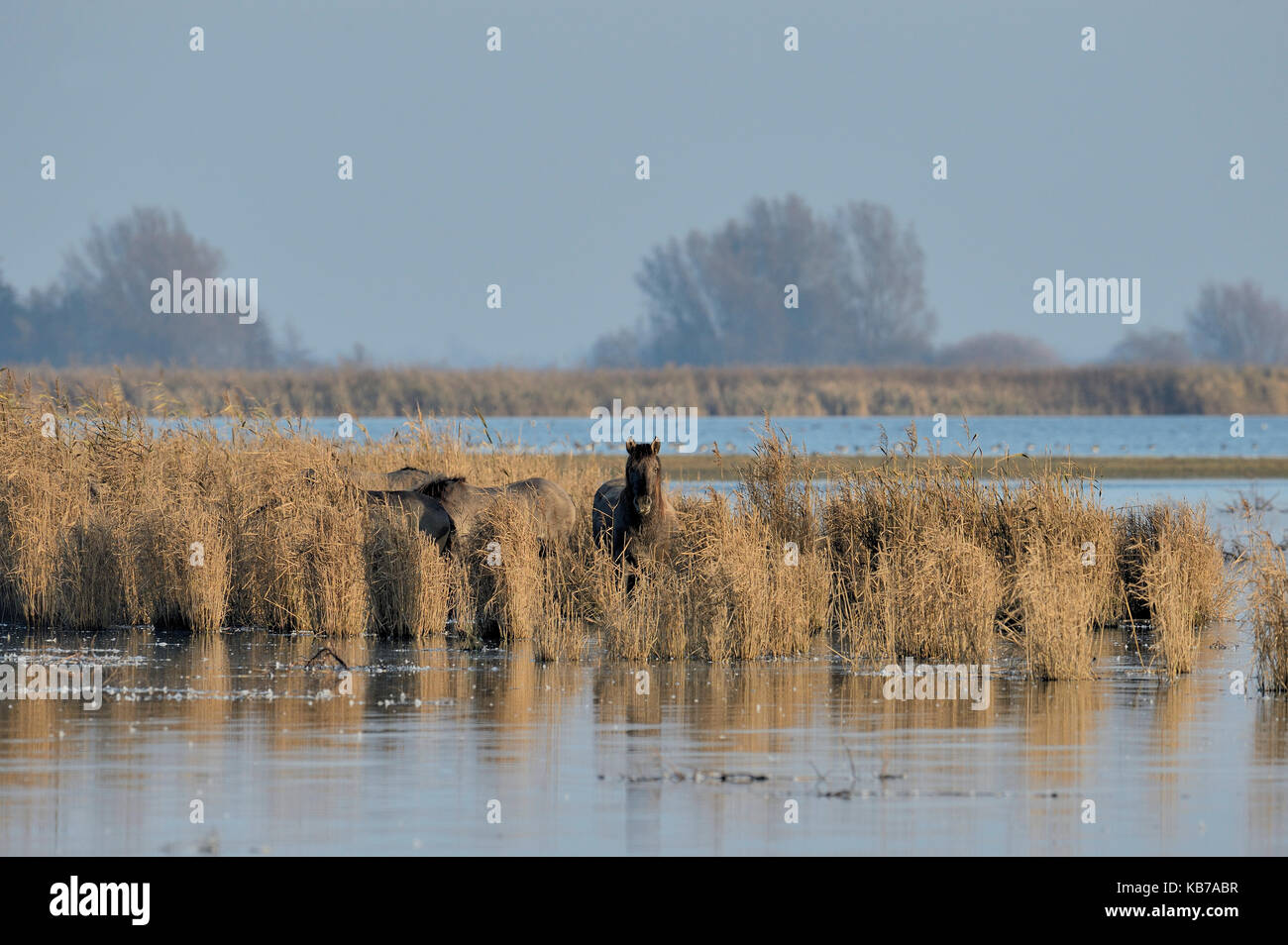 Konik Pferde (Equus ferus Caballus) in Schilf, Niederlande, Friesland ...