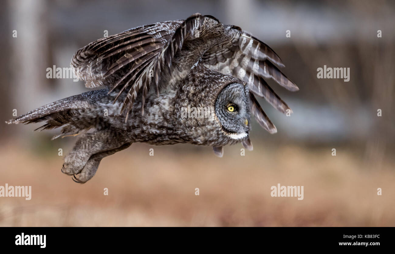 Great grey ghost -Fotos und -Bildmaterial in hoher Auflösung – Alamy