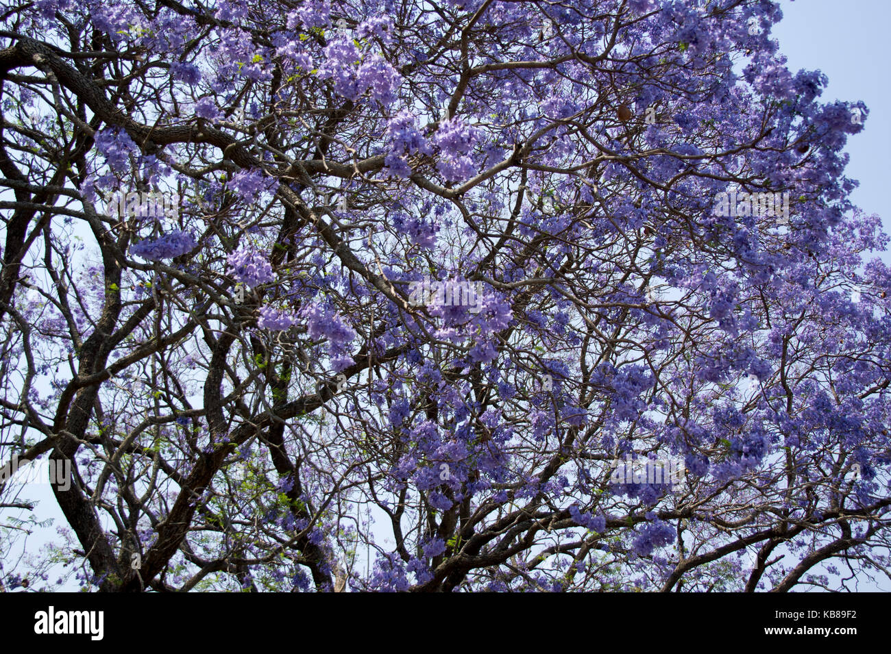Jacaranda blossom south africa -Fotos und -Bildmaterial in hoher ...