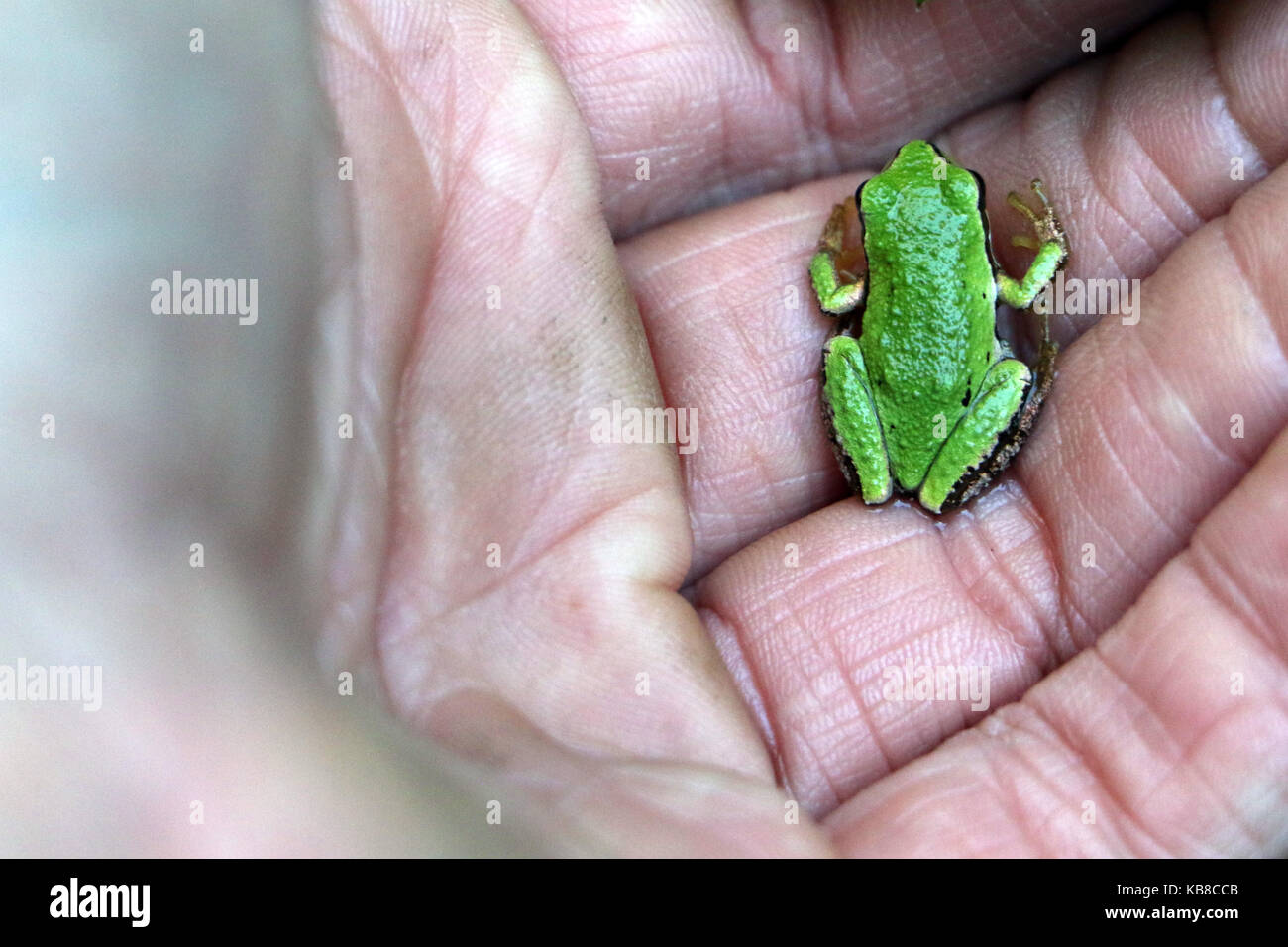Frosch In Der Hand Stockfotos und -bilder Kaufen - Alamy