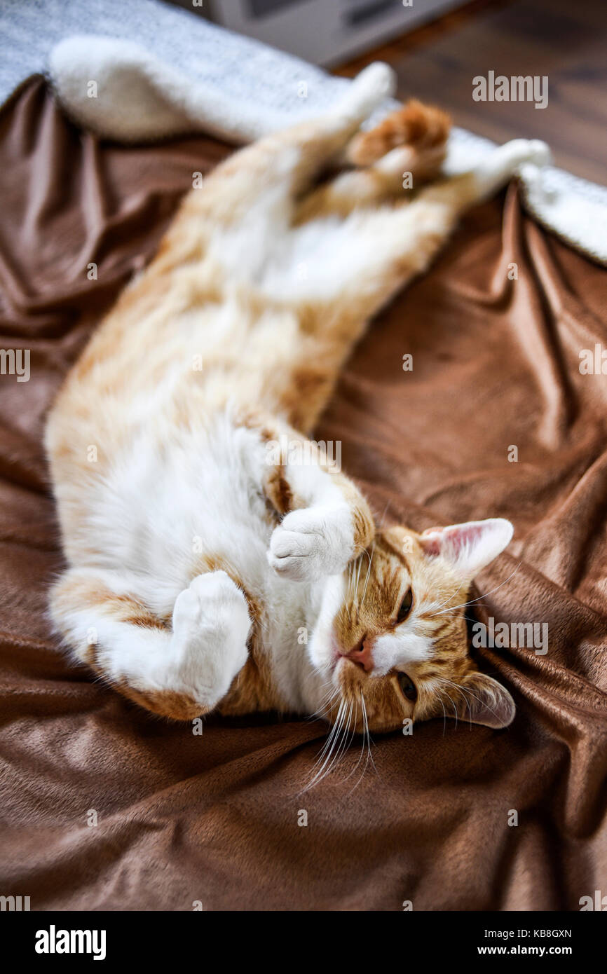 Eine junge Katze liegend in einem lustigen Pose auf der Couch ...