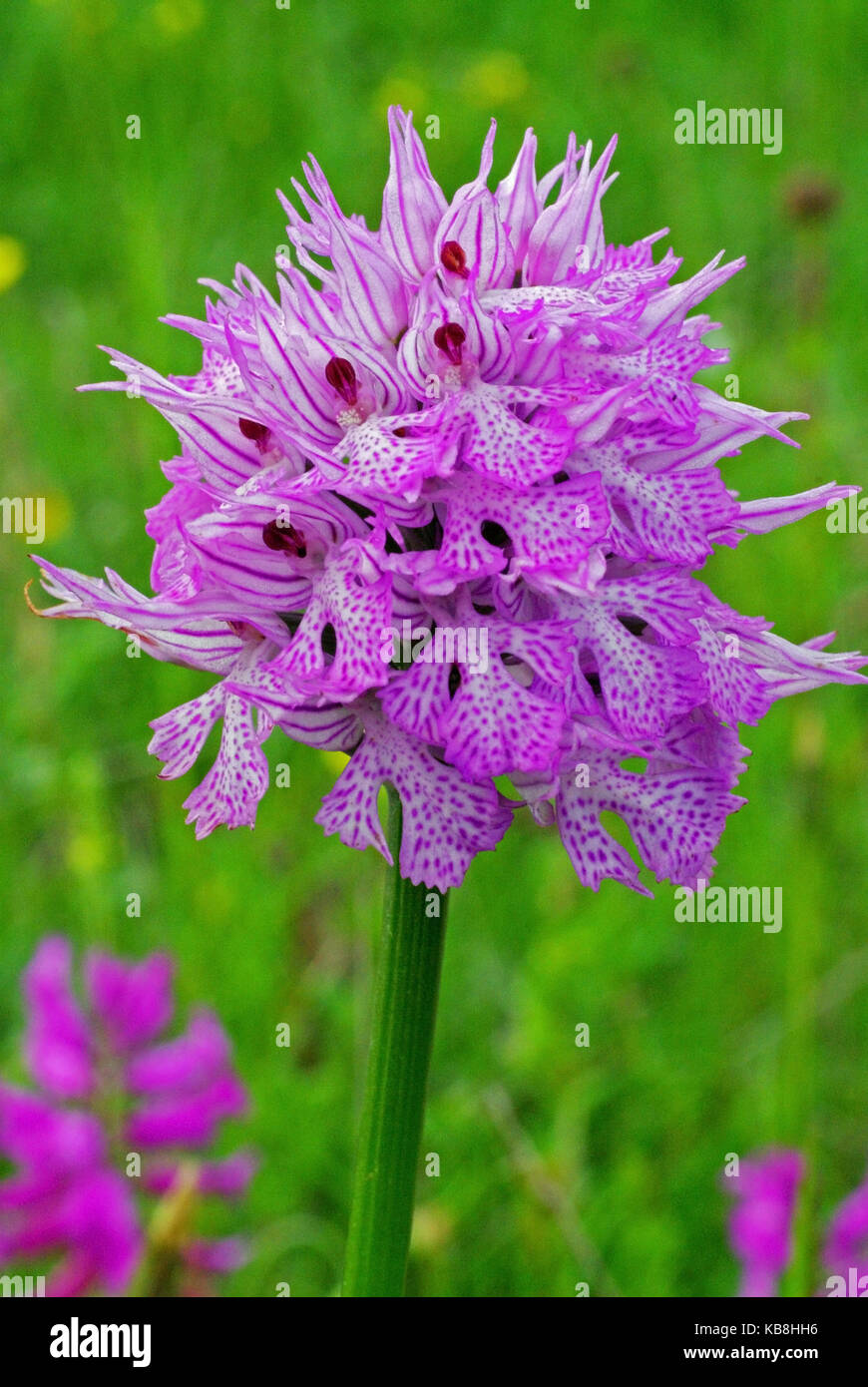 Dies ist die wilde Orchidee Neotinea tridentata Orchis tridentata ...