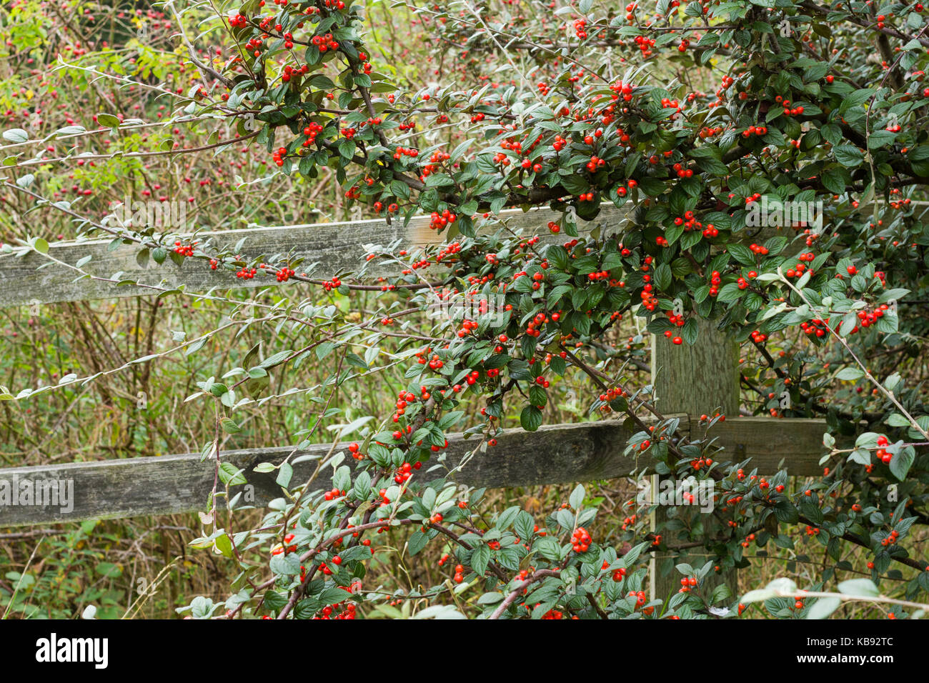 Cotoneaster hybridus pendulus -Fotos und -Bildmaterial in hoher ...