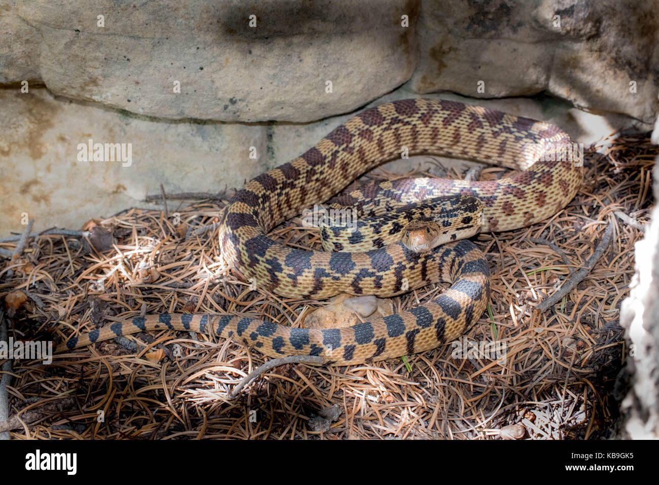 Sonoran gopher Snake, (pituophis melanoleucus affinis), El Malpais ...