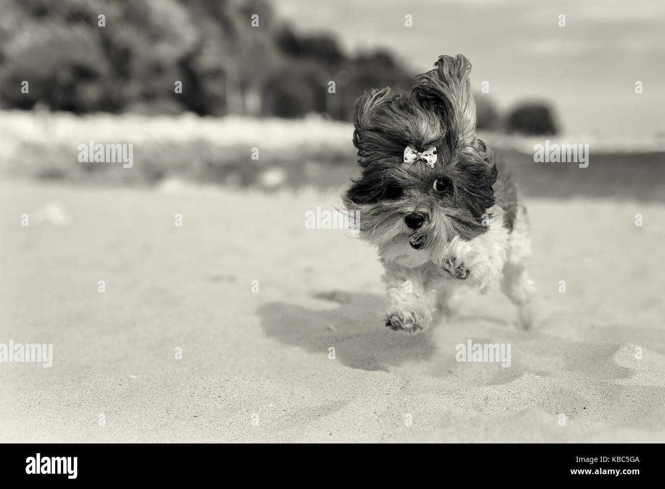 Auge sepia -Fotos und -Bildmaterial in hoher Auflösung – Alamy