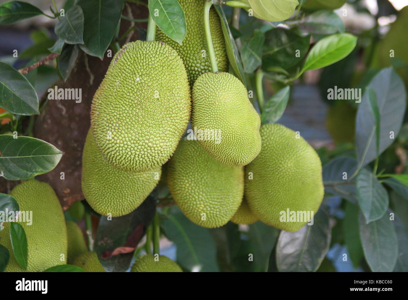 Jaca frucht -Fotos und -Bildmaterial in hoher Auflösung – Alamy