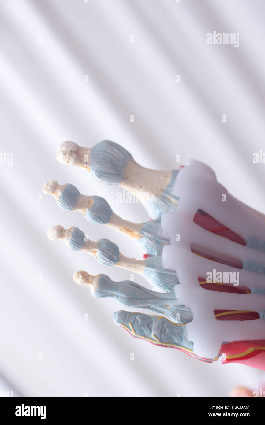 Fuß anatomie sehnen bänder -Fotos und -Bildmaterial in hoher Auflösung ...