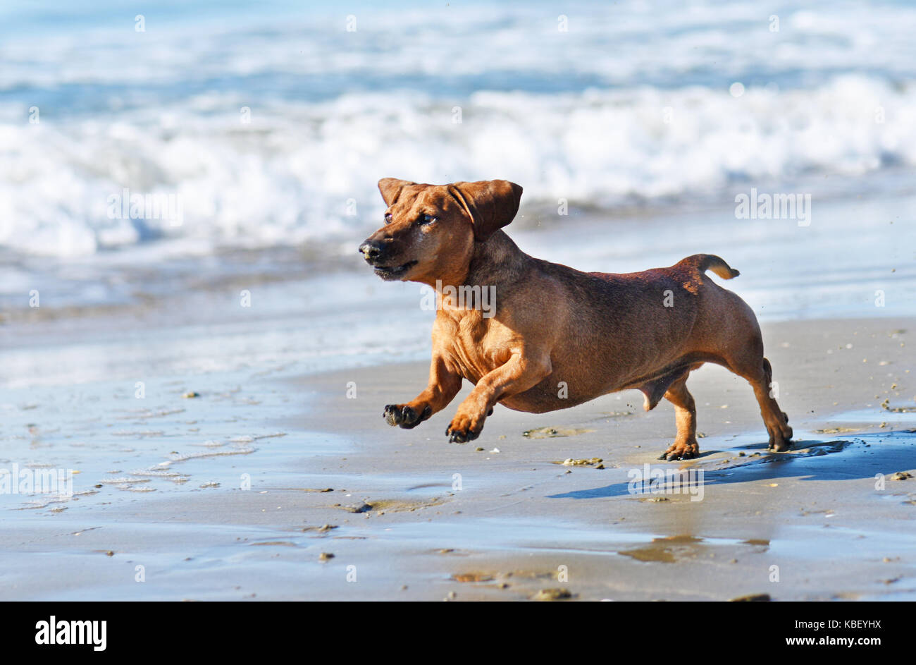 Dackel beim rennen -Fotos und -Bildmaterial in hoher Auflösung – Alamy