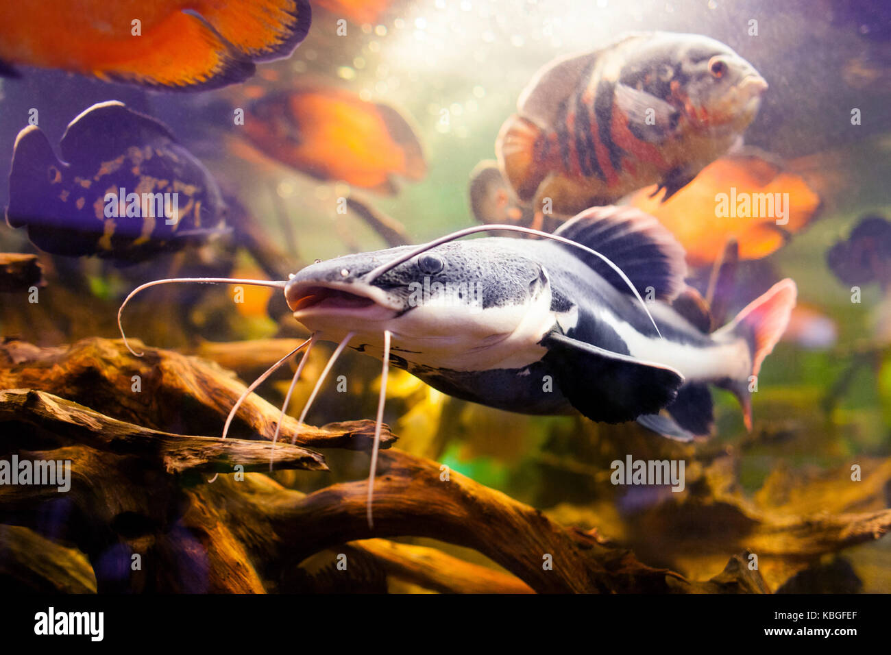 Wels Aquarium Stockfotos & Wels Aquarium Bilder - Alamy