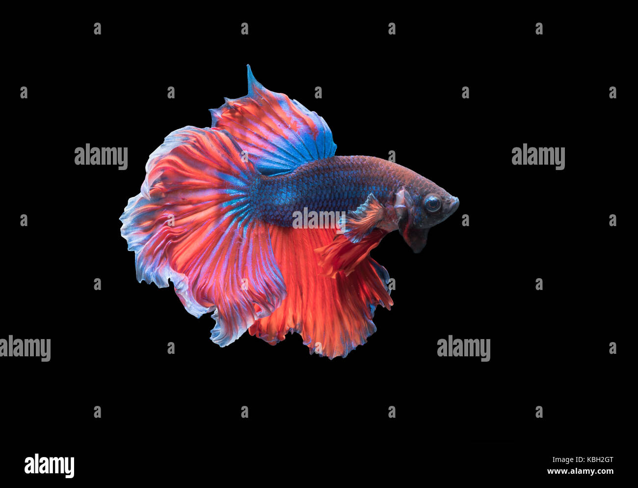 Betta splendens, schöne Kämpfe Fisch auf schwarzem Hintergrund isoliert ...