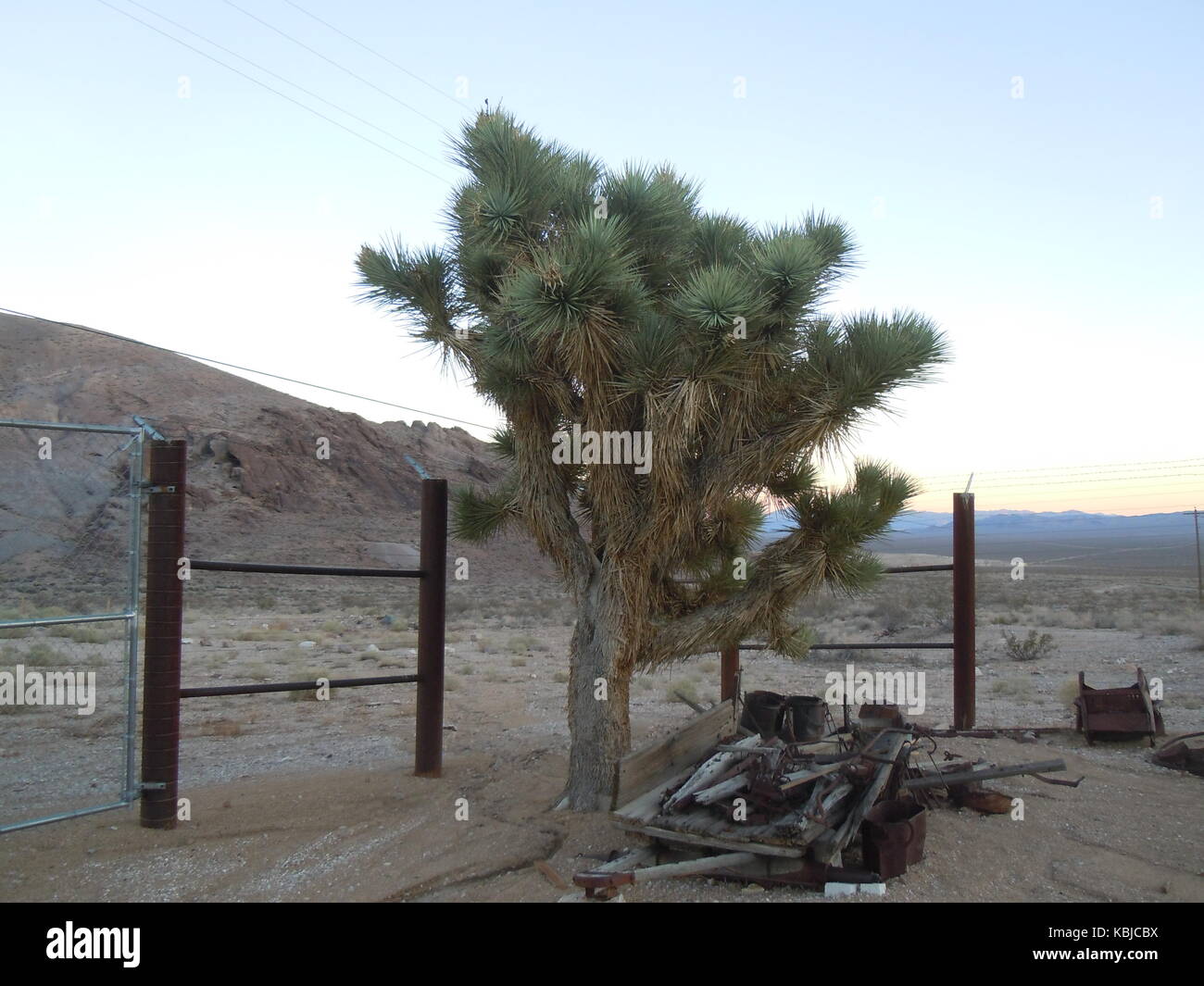 Yucca moth und joshua tree symbiose -Fotos und -Bildmaterial in hoher ...