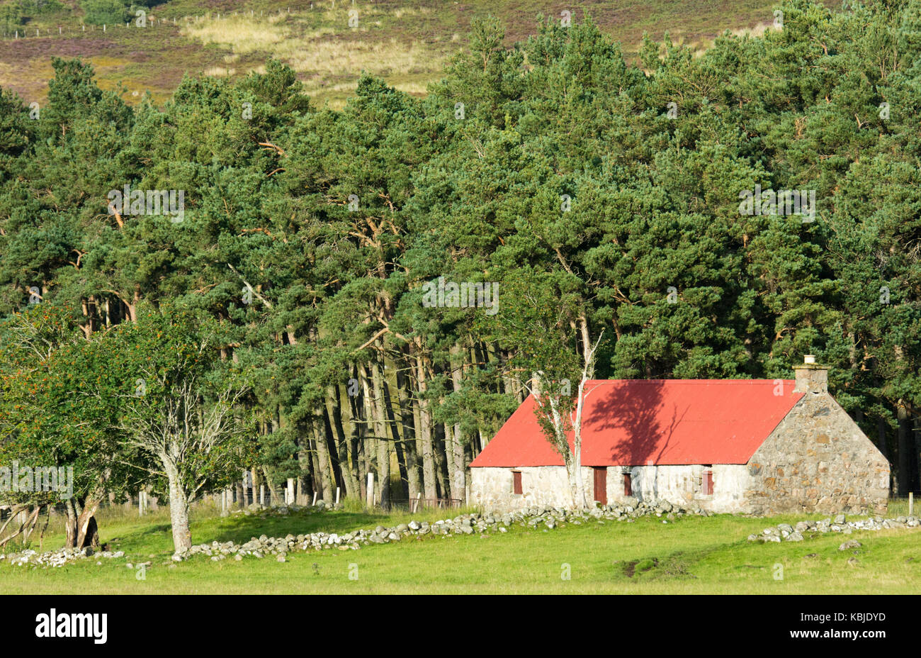 Alte croft umgewandelt in der Scheune Vor stand von Scots Kiefern in ...