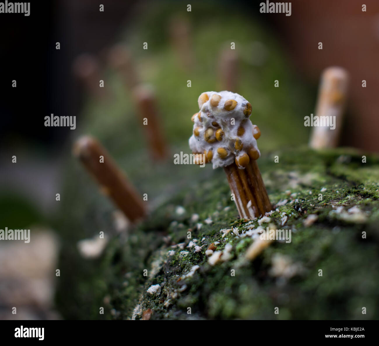 Diy pilze -Fotos und -Bildmaterial in hoher Auflösung – Alamy