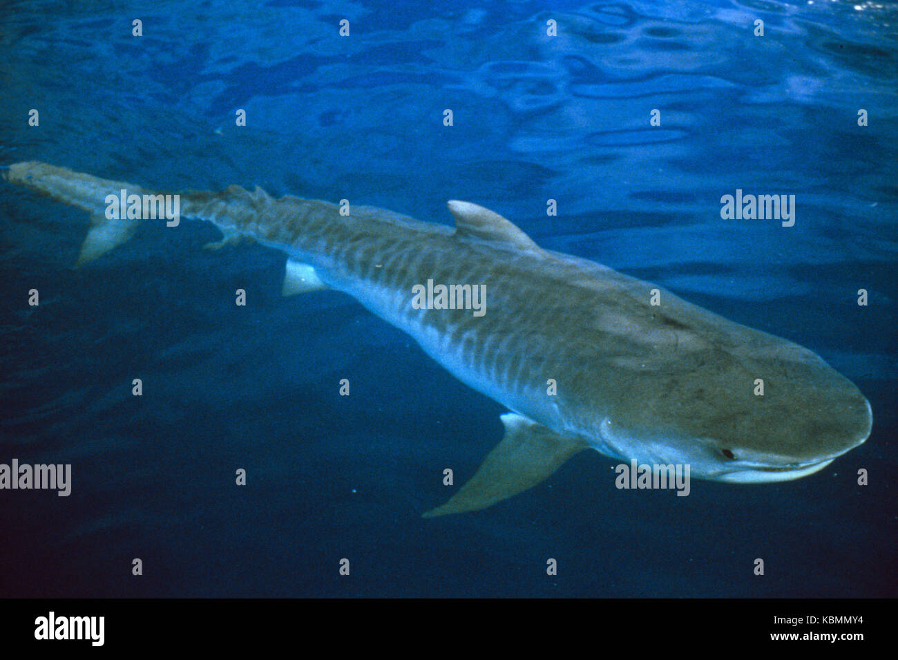 Tigerhai (Galeocerdo cuvier), kann bis über 4 m lang werden. Great ...