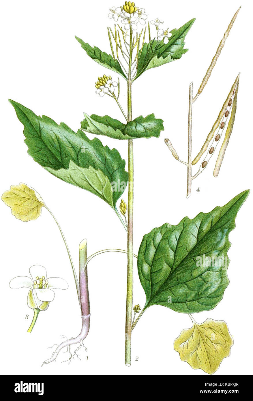 Alliaria officinalis -Fotos und -Bildmaterial in hoher Auflösung – Alamy