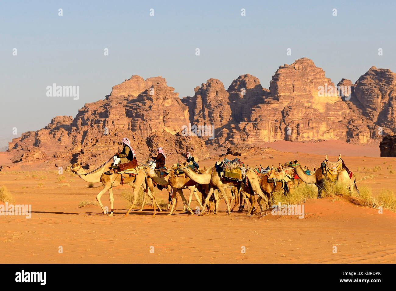 Beduinen mit Kamel caravane am Wadi Rum, Jordanien Stockfotografie - Alamy