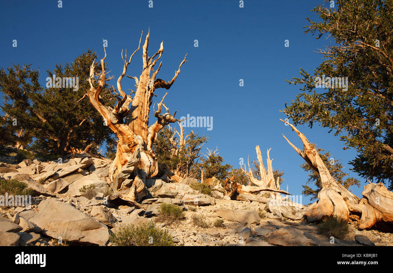 Methuselah tree -Fotos und -Bildmaterial in hoher Auflösung – Alamy