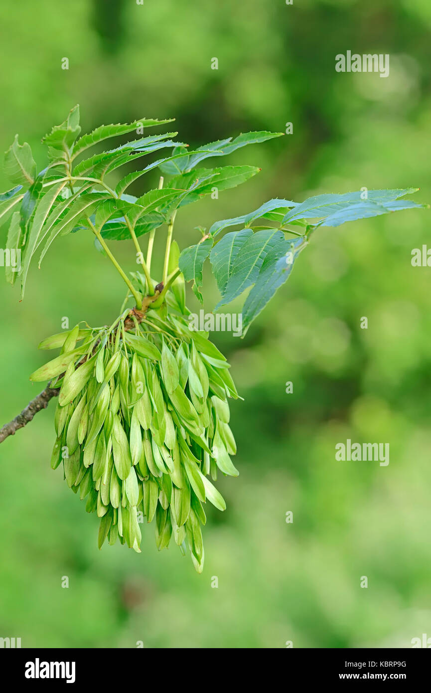 Gewoehnliche Esche Stockfotos und -bilder Kaufen - Alamy